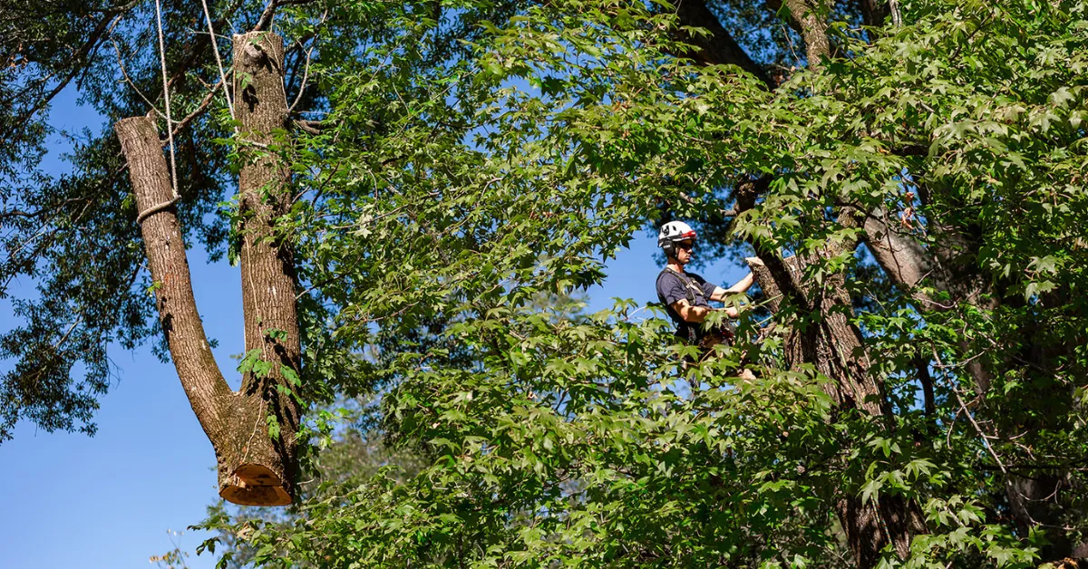 Tree Limb Removal in Greater Jackson Area | Heritage Tree Services
